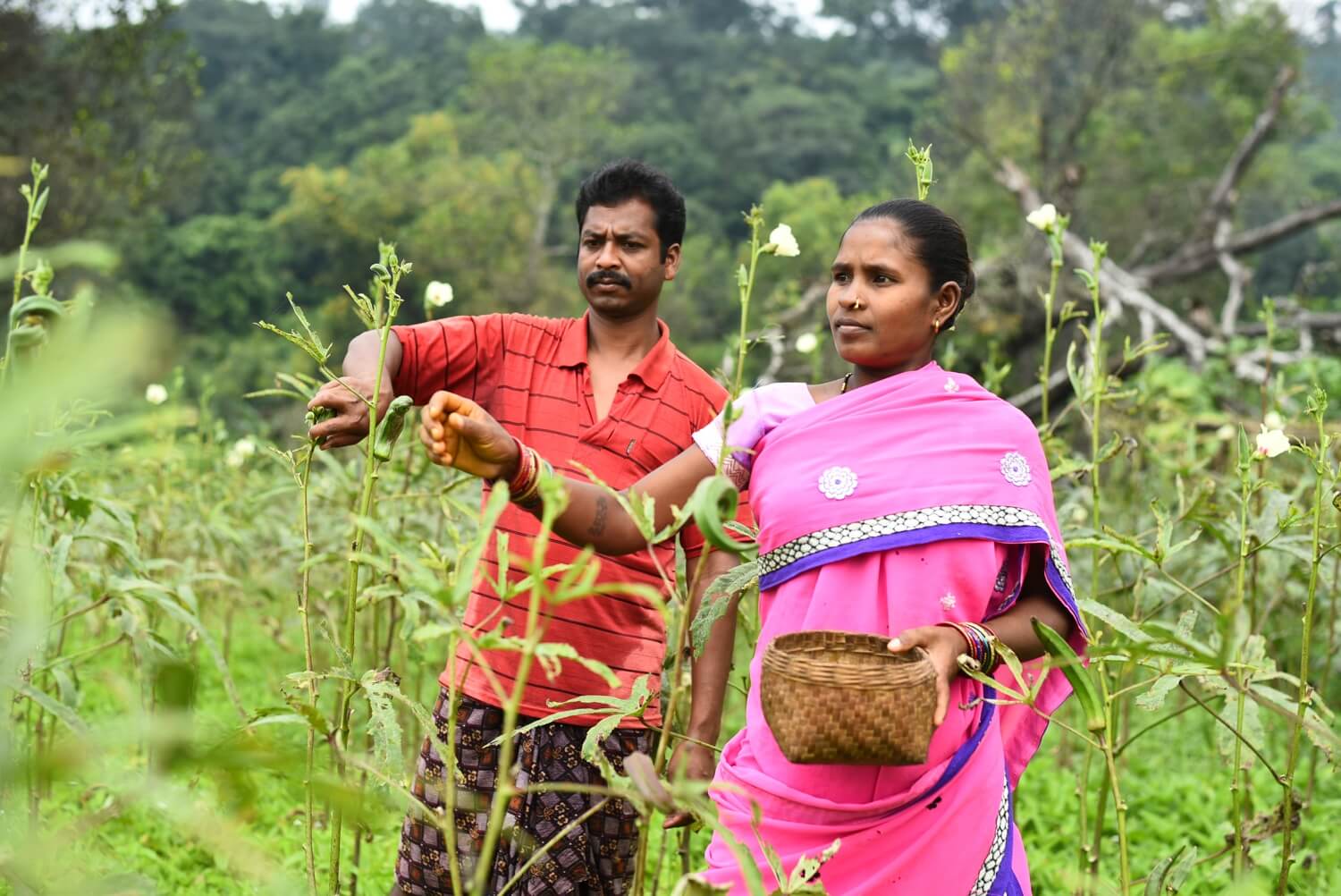 Holistic Rural Development Programme in Nayagarh district - Gram Vikas